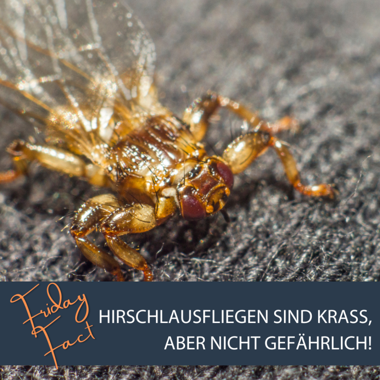 Friday Fact: Hirschlausfliegen sind krass, aber nicht extrem gefährlich ...
