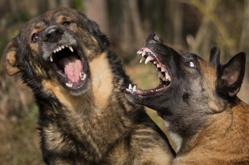 Grundlagen Aggressionsverhalten - Motivation - KynoLogisch