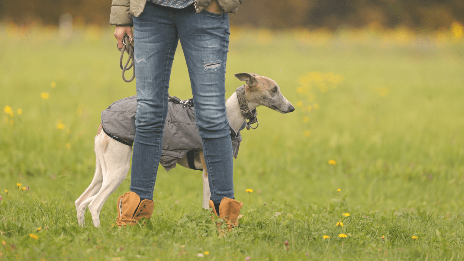 Grundlagen der Hundehaltung - KynoLogisch